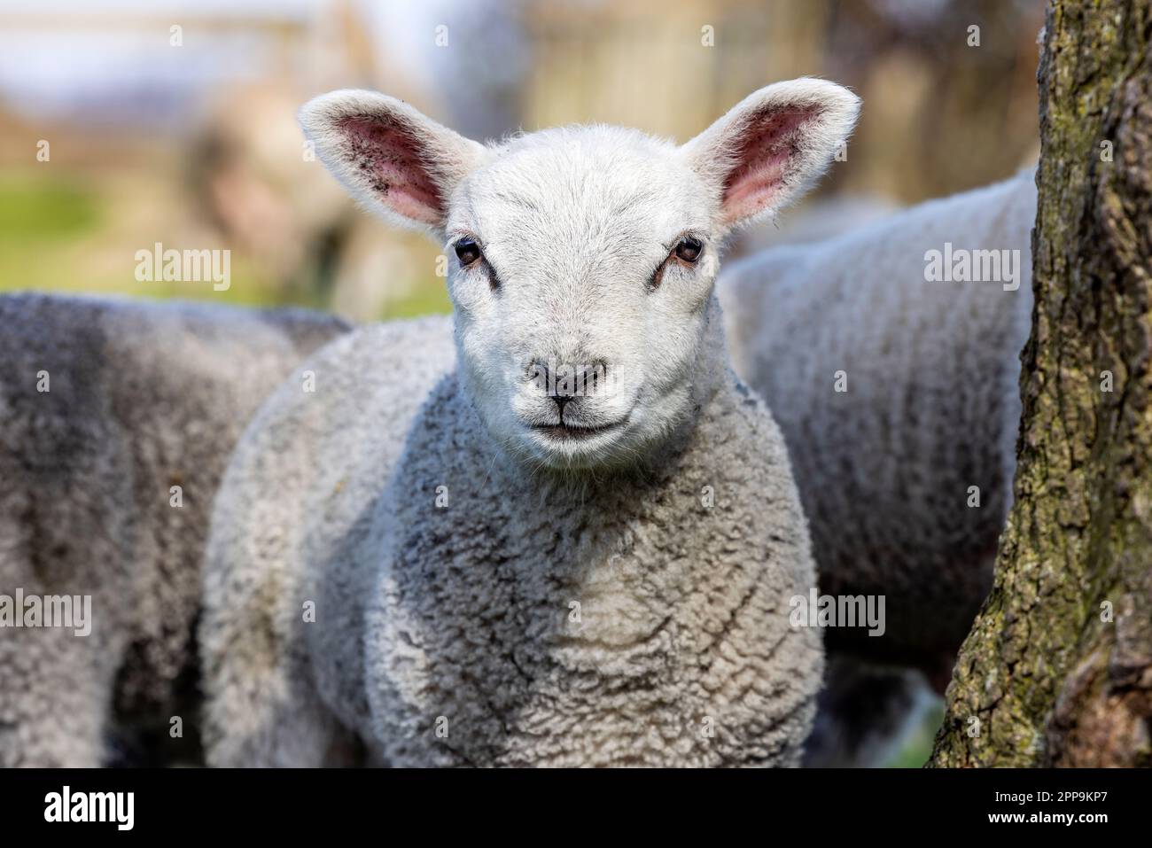 Cute lamb portrait soft and tender, curly lambkin, small sheep Stock ...