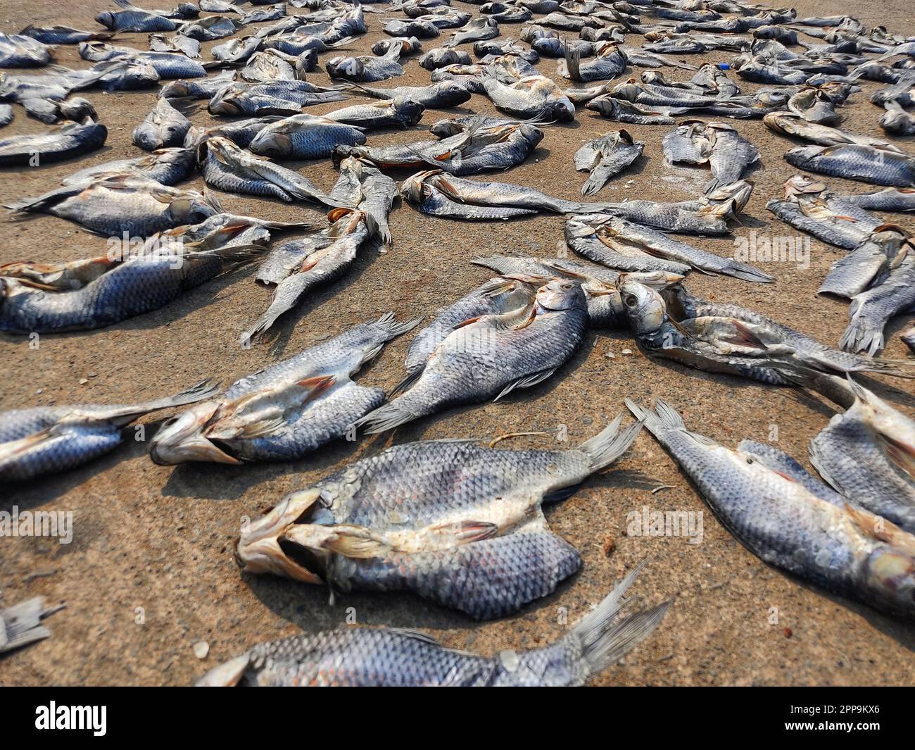 lots of dried fish laying on ground for drying in sun heat Stock Photo ...