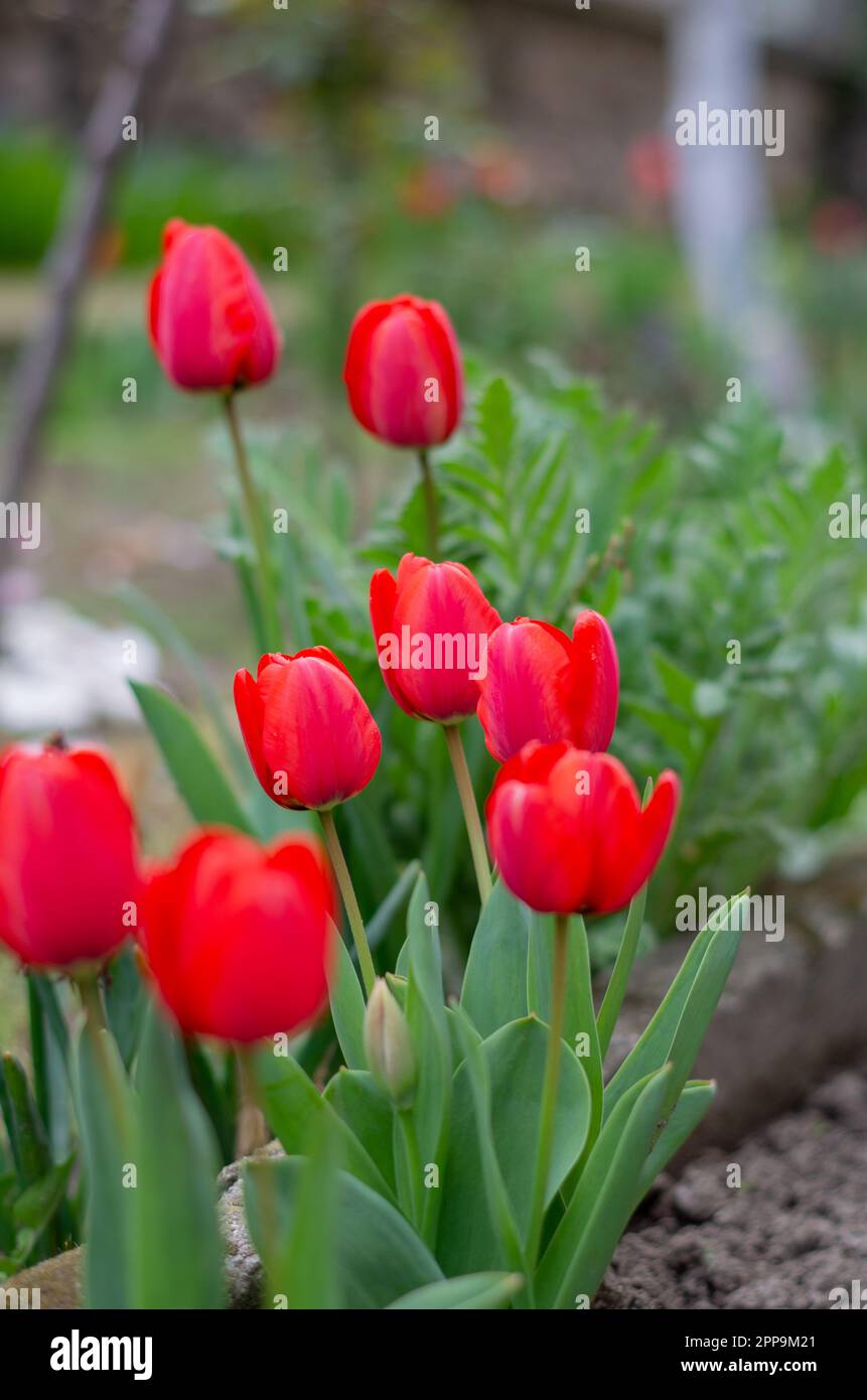 Red tulips beautiful Stock Photo - Alamy