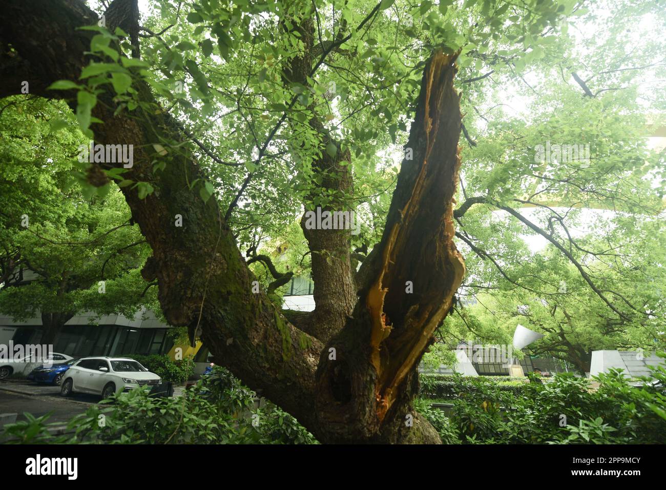 HANGZHOU, CHINA - APRIL 23, 2023 - A 500-year old camphor tree has its ...