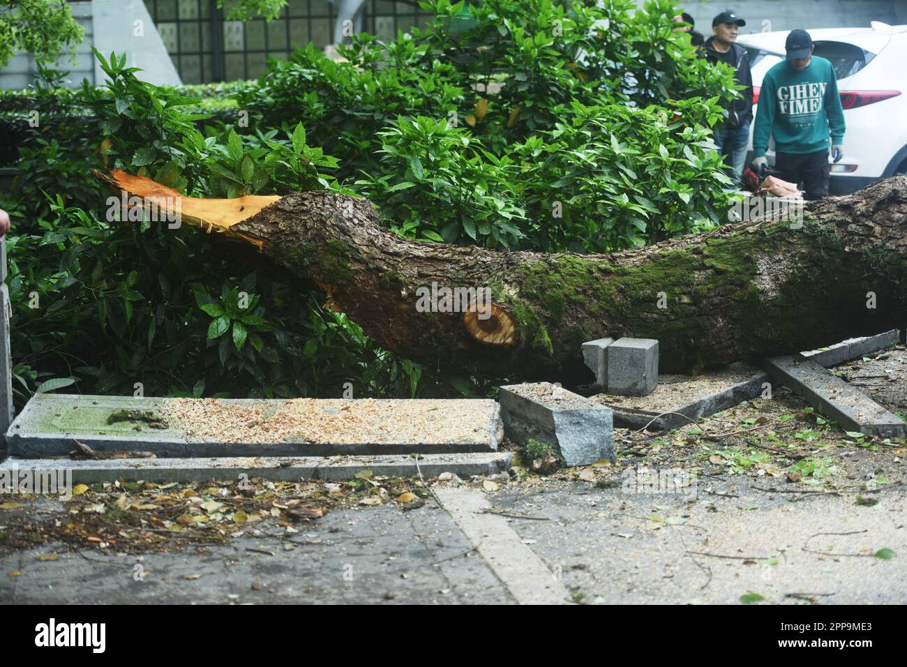 Camphor tree branches hi-res stock photography and images - Alamy