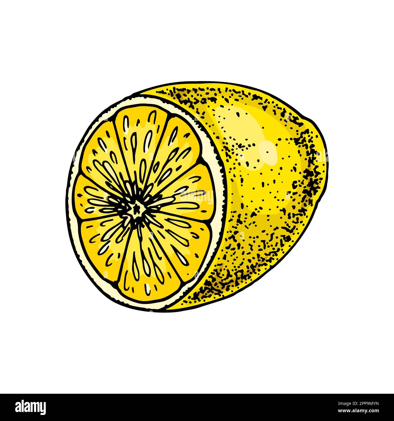 Cut by half lemon fruit. Colorful hand drawn vector illustration in ...