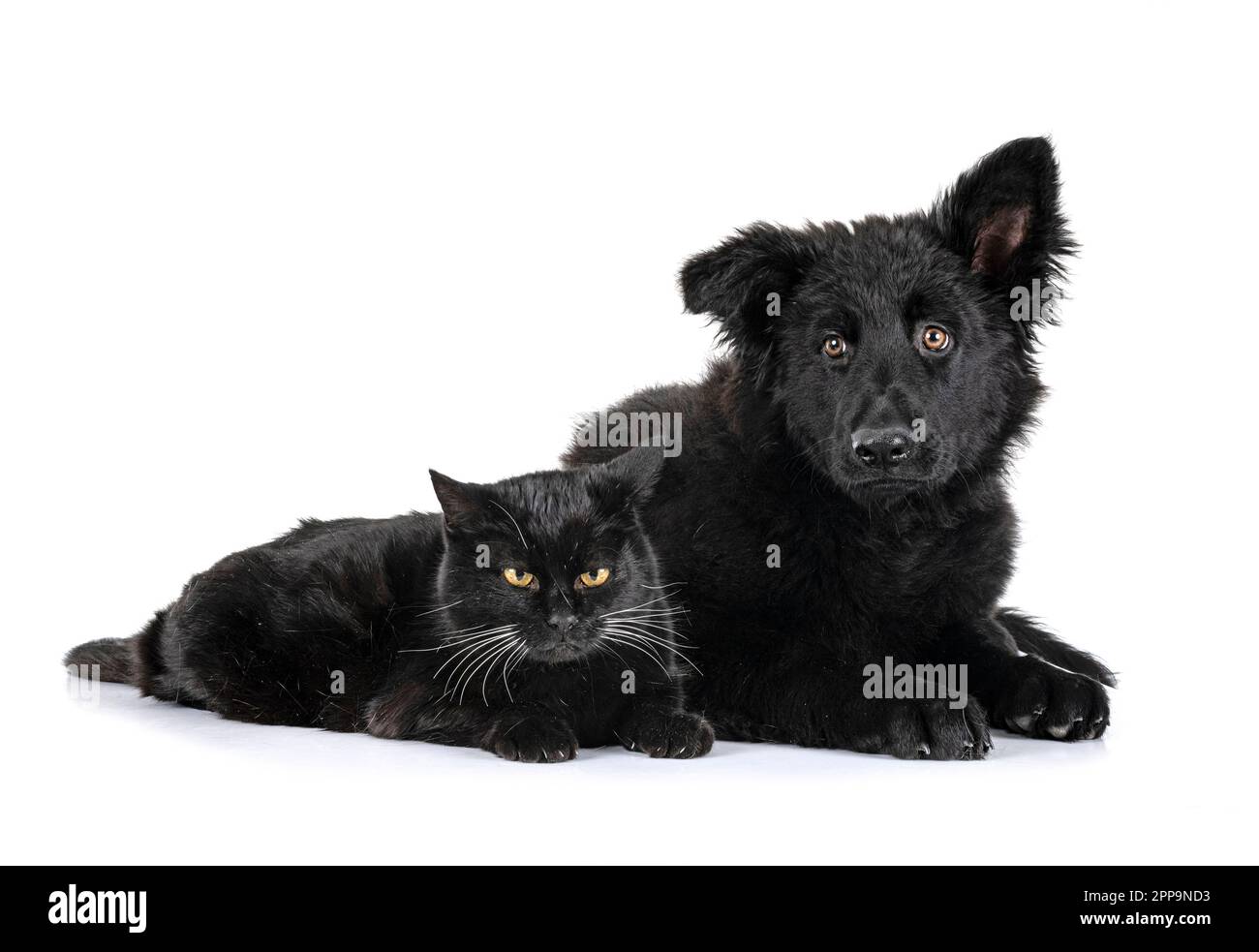 young german shepherd and cat in front of white background Stock Photo ...