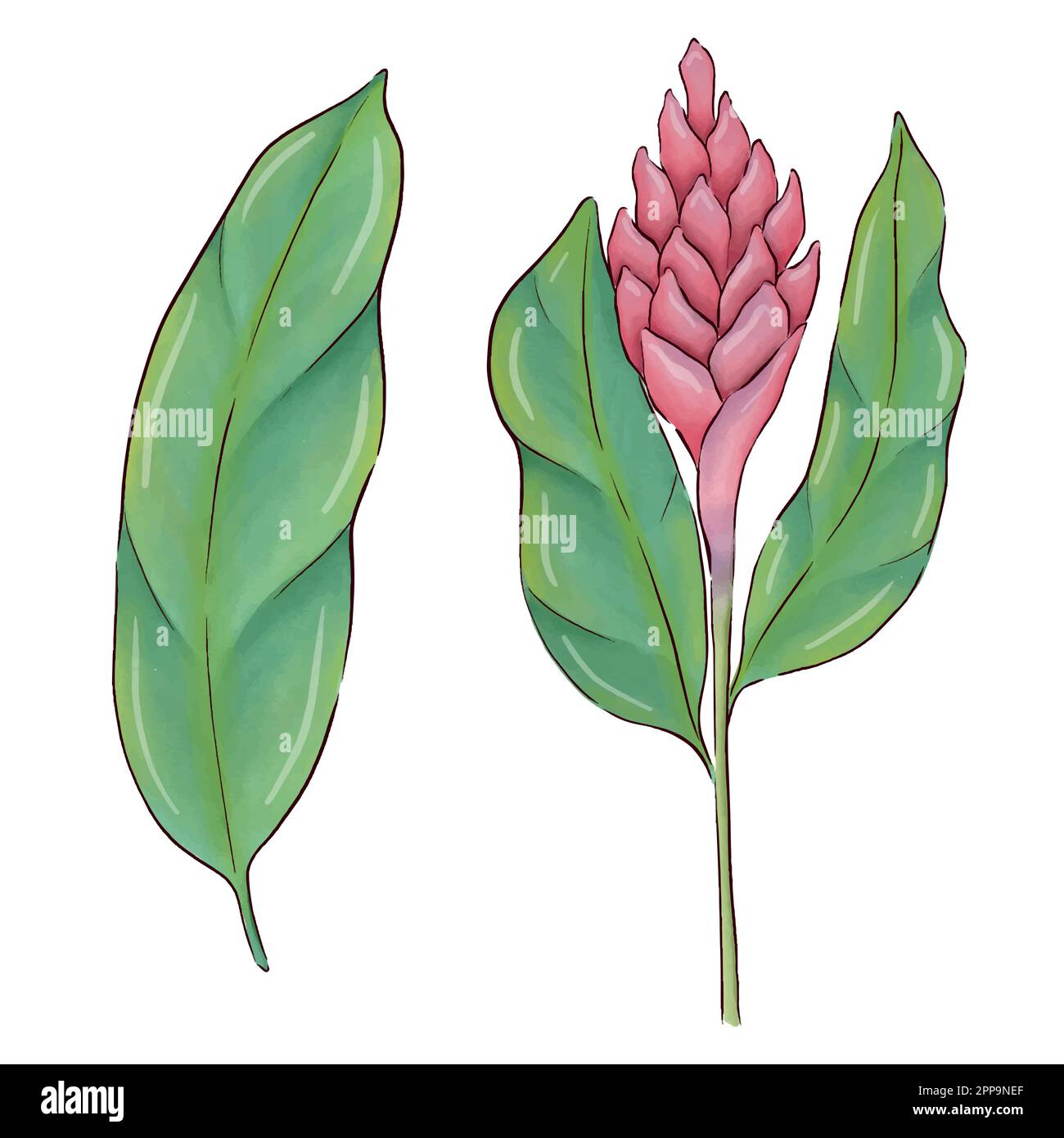 Digitally drawn ginger flowers and roots vector set, elements combined ...