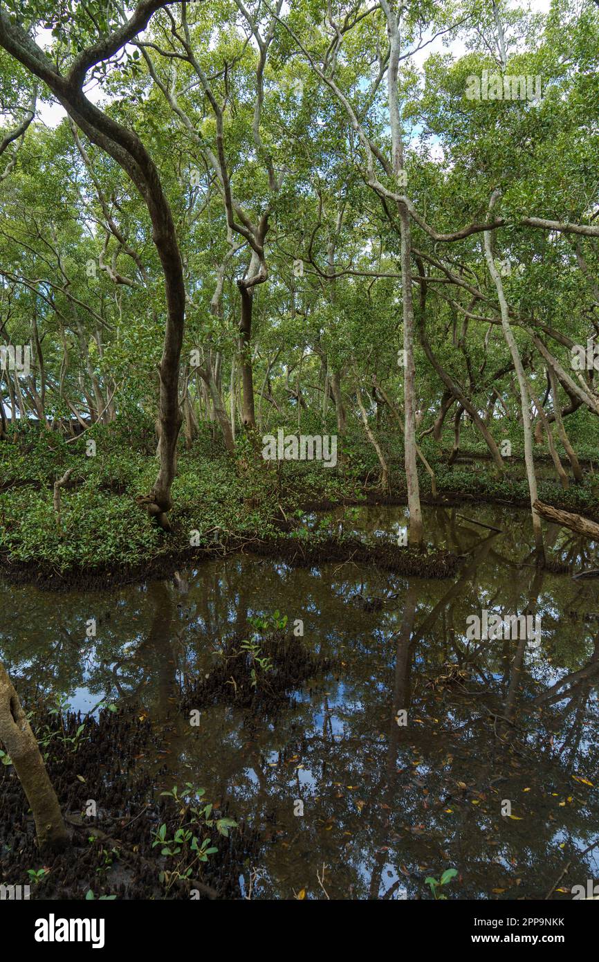 Mangrove forest viewed from Wynnum North Mangrove Boardwalk, Brisbane ...