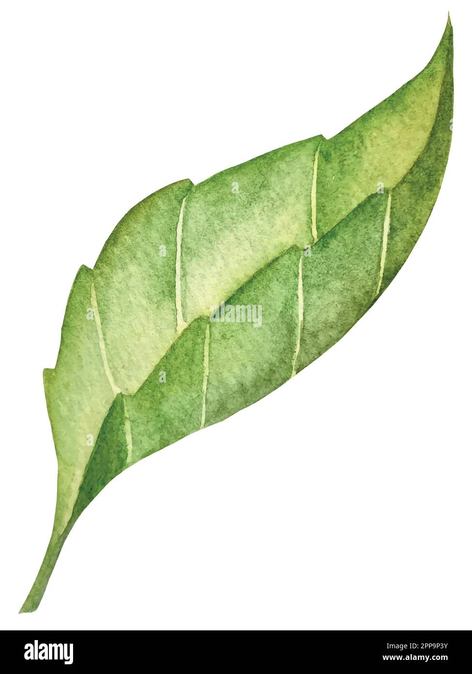 Watercolor vector dahlia flowers set decorations. Elements with flowers ...