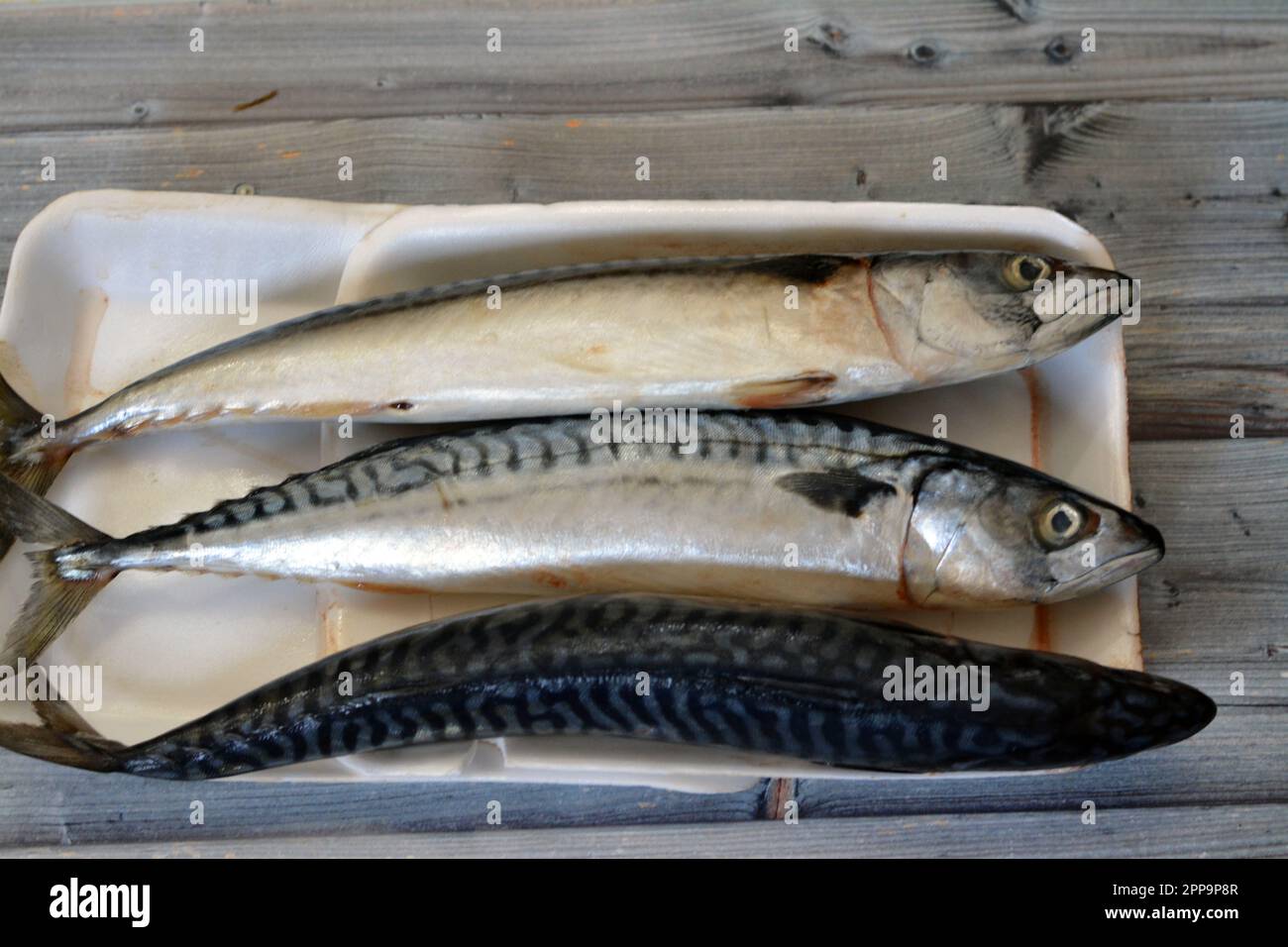 Mackerel fish, raw uncooked, different species of pelagic fish, mostly ...