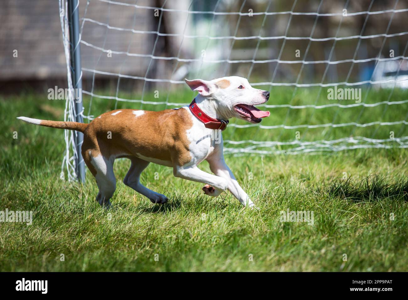 American Pit Bull Terrier Stock Photo - Alamy