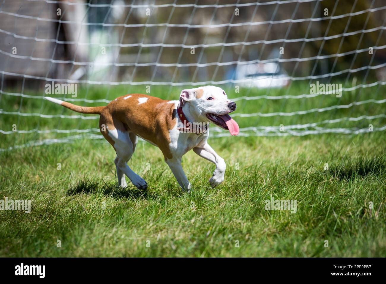 Active dog hi-res stock photography and images - Alamy
