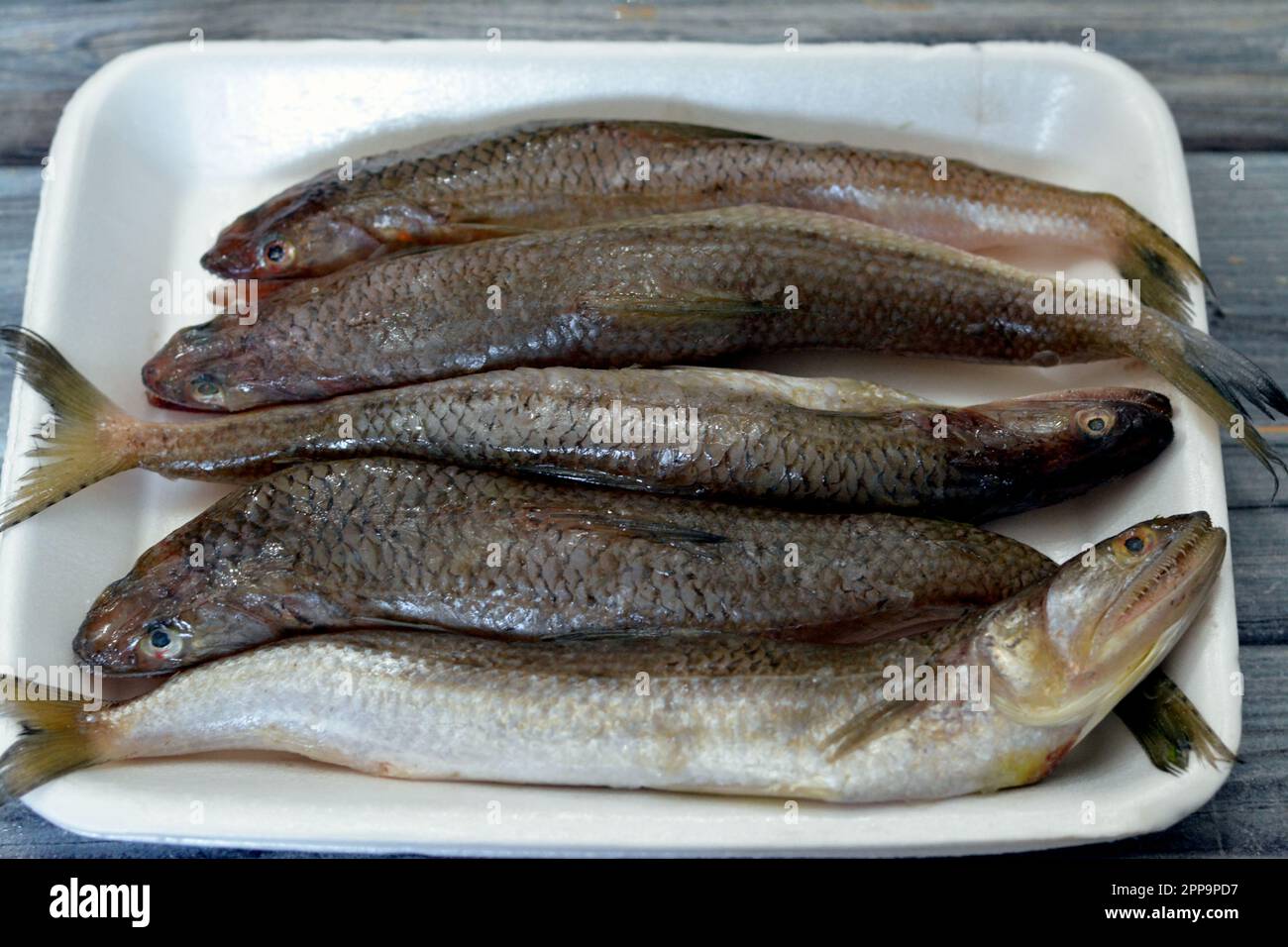 Saurida undosquamis, the brushtooth lizardfish, large-scale grinner or ...