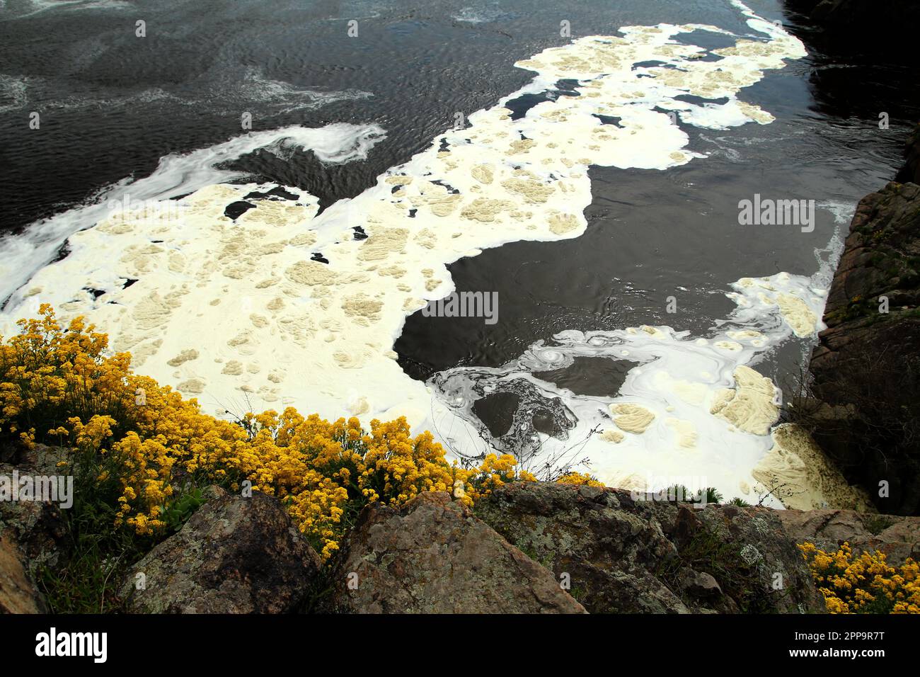 Dirty foam floating of the water surface Stock Photo - Alamy