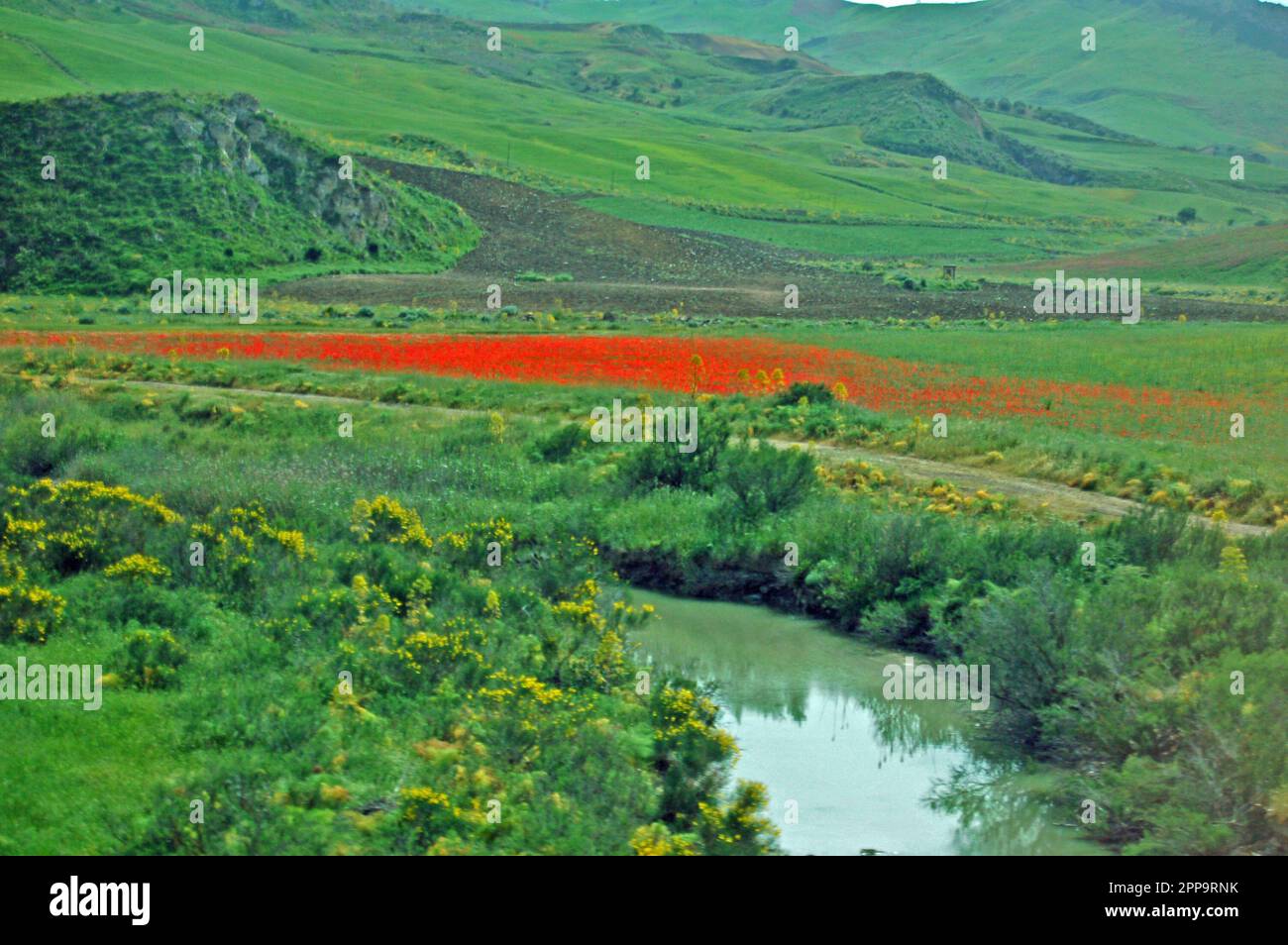 Wild Poppy Landscape Stock Photo - Alamy