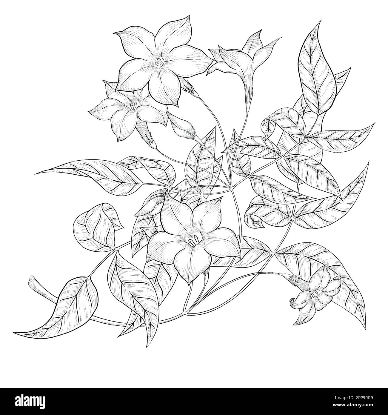 Outline Floral Bouquet