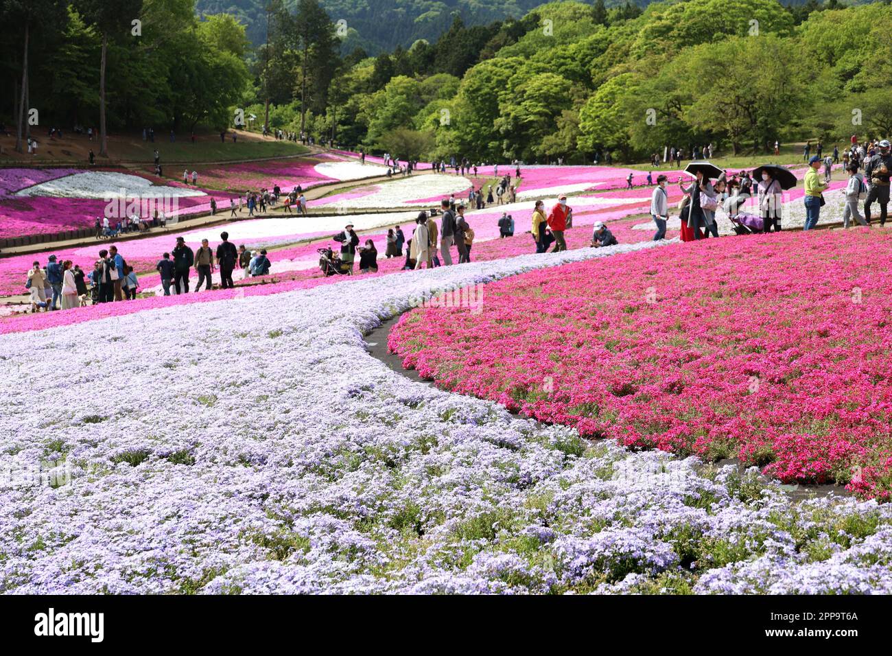 Chichibu, Japan. 23rd Apr, 2023. People enjoy to see fully bloomed moss ...