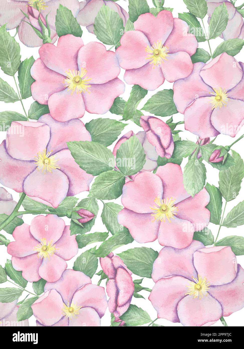 Watercolor set of illustrations with rose hip flowers, leaves and ...