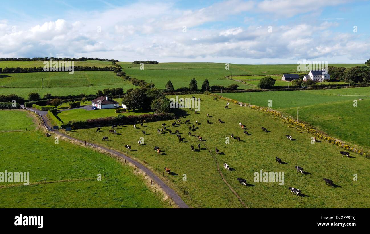 A cows on a fenced green pasture in Ireland, top view. Organic Irish ...