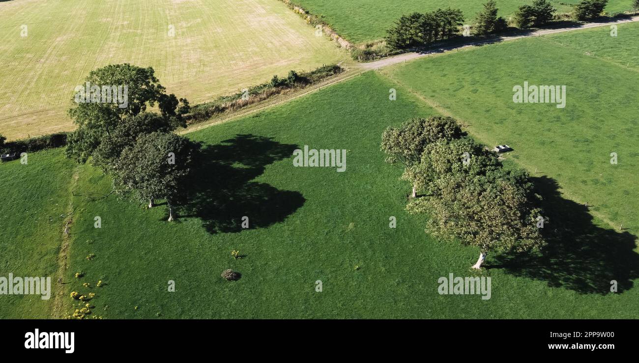 deciduous trees grow on a green grass field, top view. Irish landscape ...