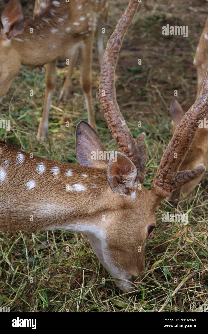 A close-up picture of an adult Spotted Deer eating grass Stock Photo ...