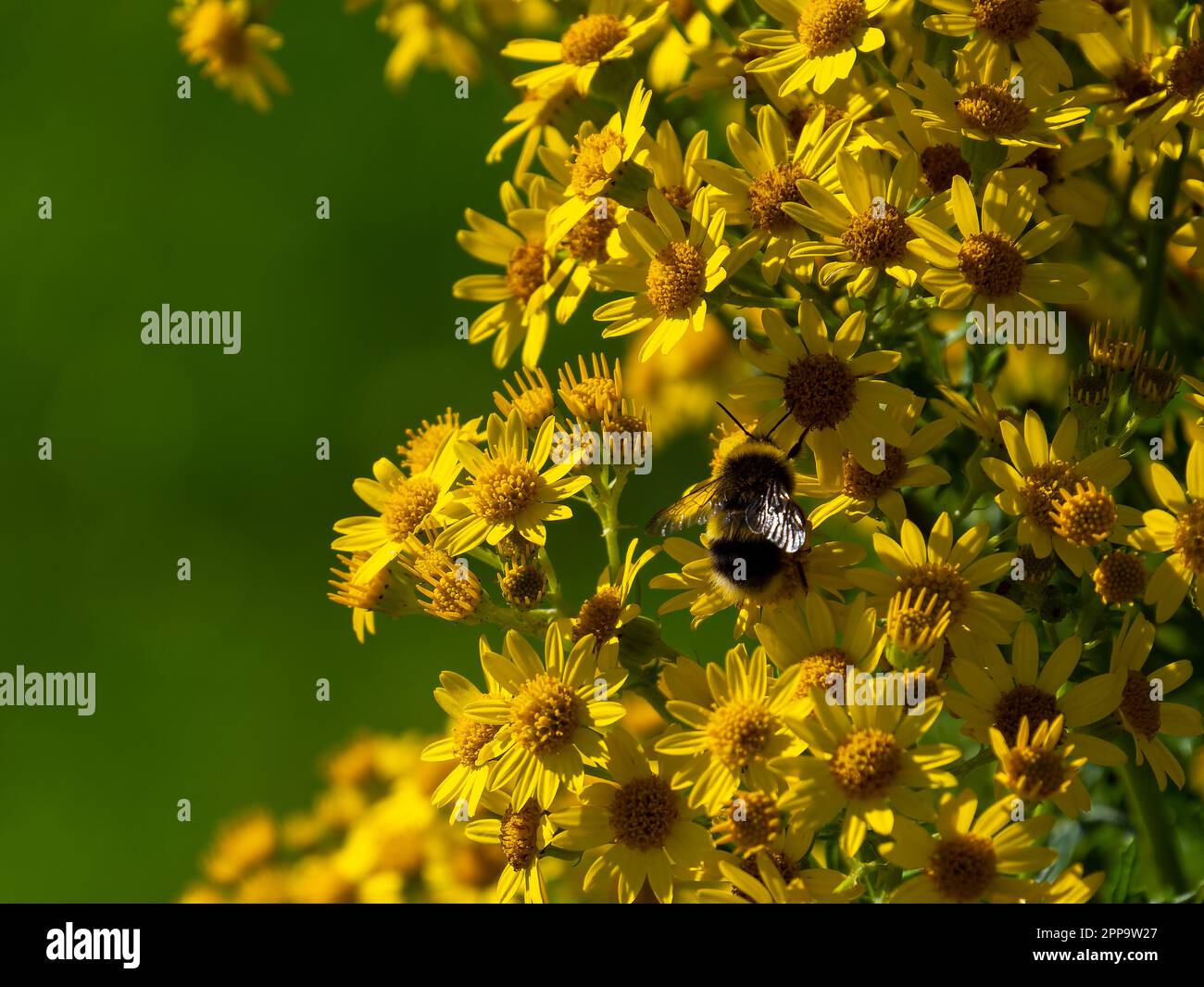 One fluffy bumblebee collects pollen on inflorescences of small yellow ...