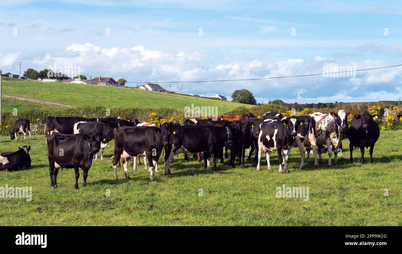 A cows on a green pasture of a dairy farm in Ireland. A green grass ...