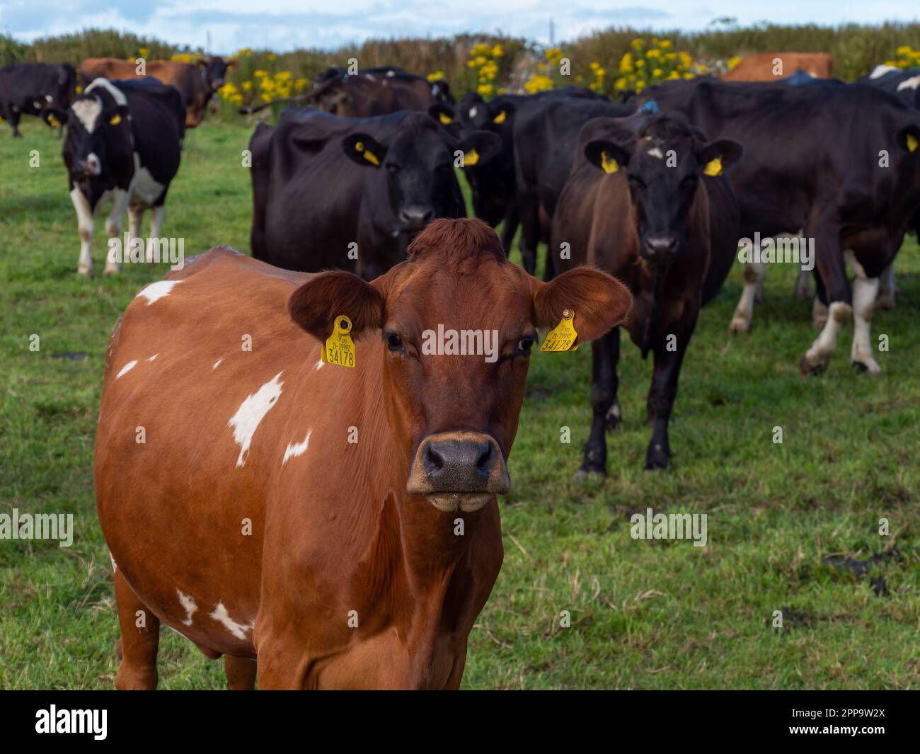 Hornless hi-res stock photography and images - Alamy