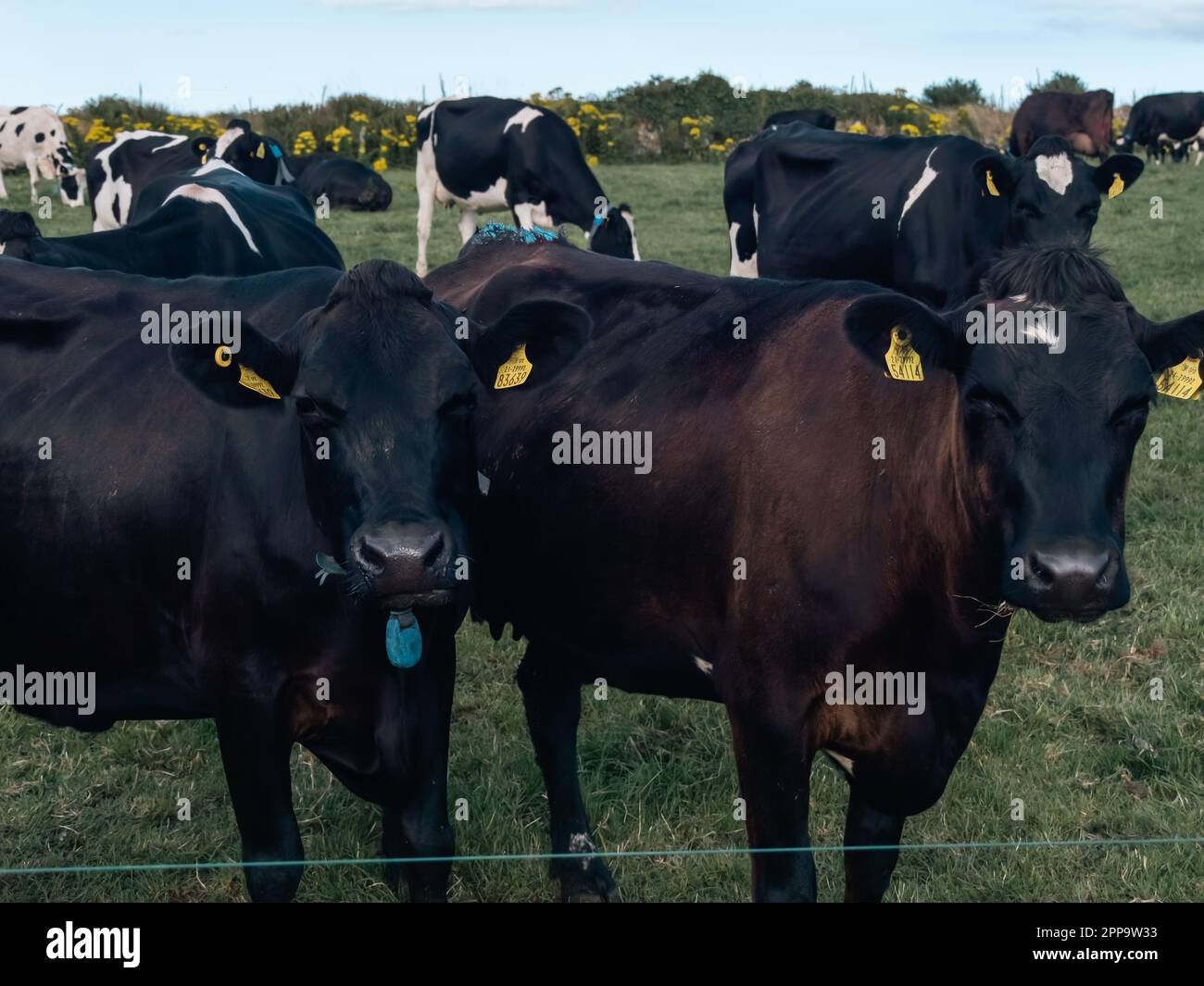 A few hornless cows in the field of a livestock farm in Ireland on a ...