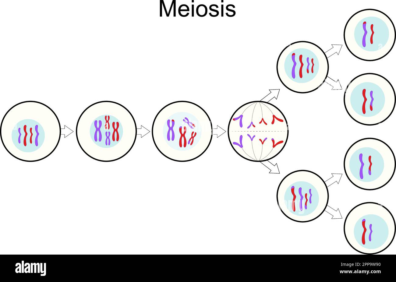 Meiosis. Cell division. Sexual reproduction. exchange genetic ...