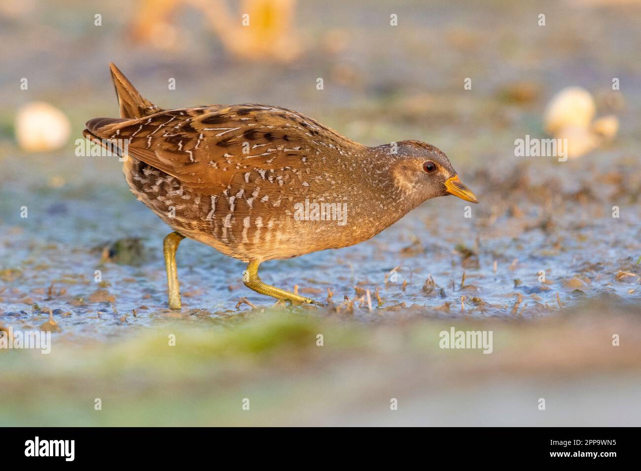 Spotted Crake (Porzana porzana), side view of an individual in a swamp ...