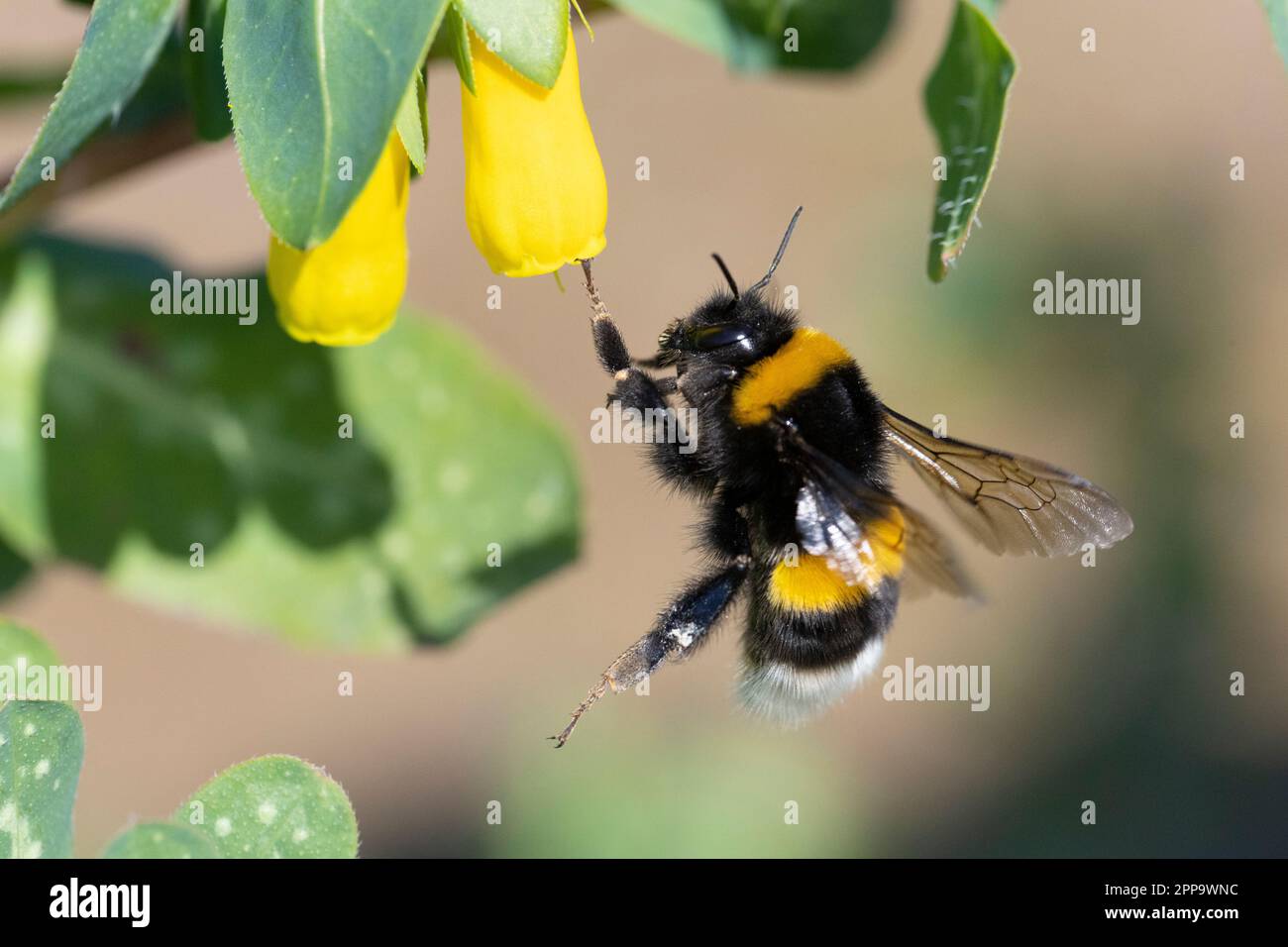 Bumblebee insects hi-res stock photography and images - Alamy