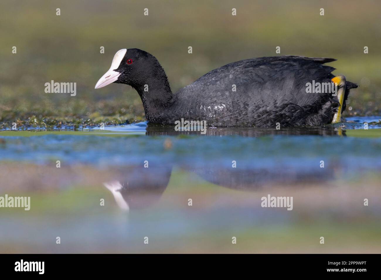 Eurasian Coot (Fulica atra), side view of an adult swimming, Campania ...