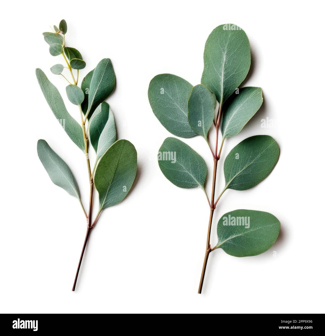 Two eucalyptus twigs isolated over a white background, top view Stock ...