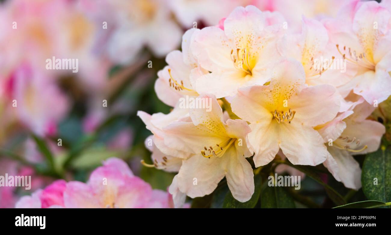 White flowers nature hi-res stock photography and images - Alamy