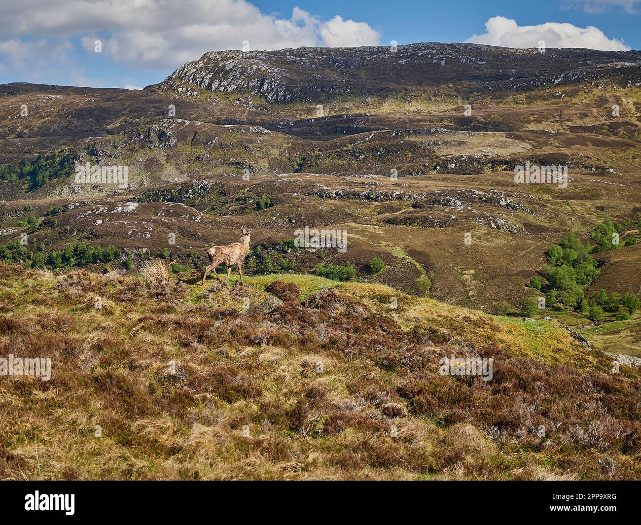 roe deer stag standing in the rough landscape of the scottish highlands ...