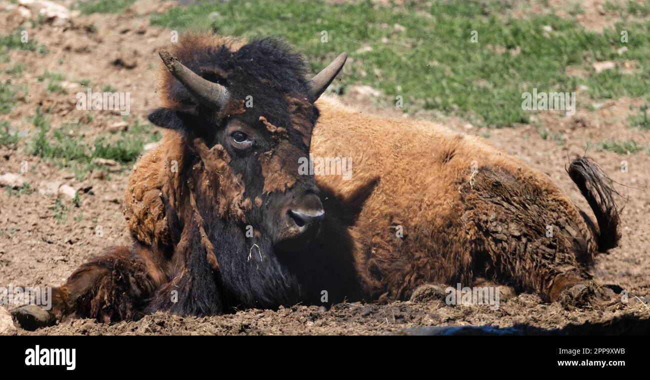 Closeup of a European bison laying on the ground Stock Photo - Alamy