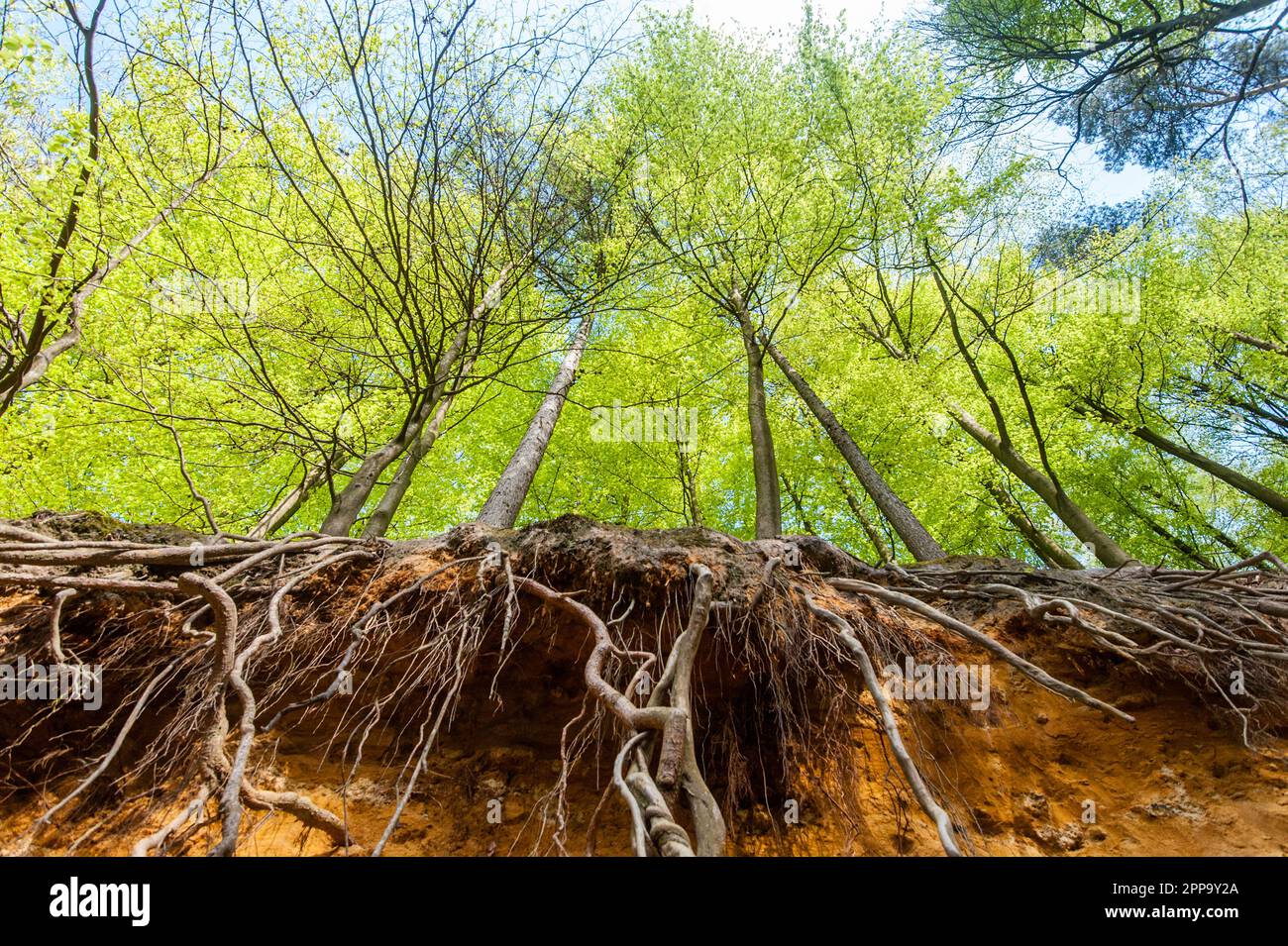 Low perspective shot of a group of trees and their roots half exposed ...