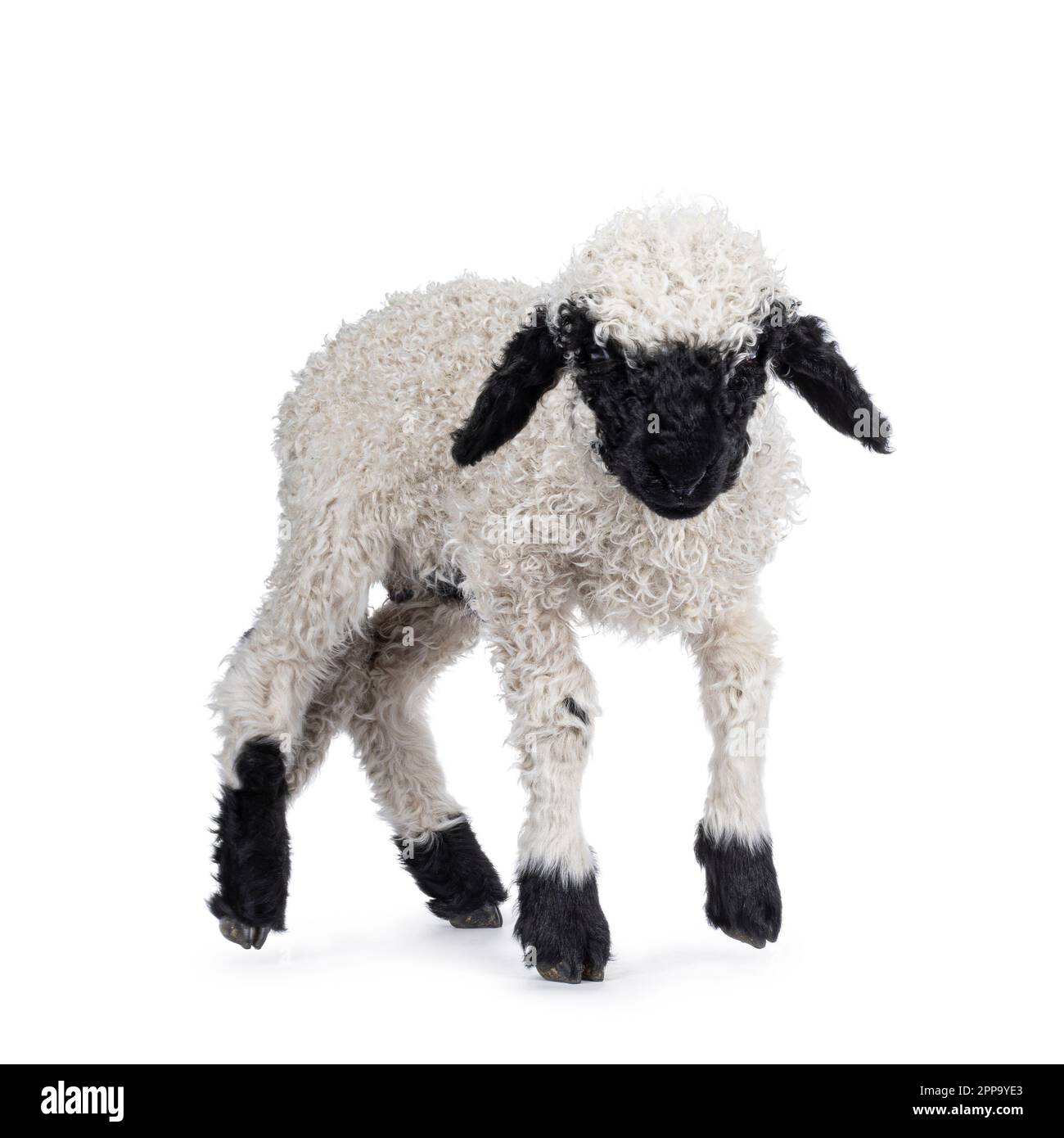 Adorable one and a half week old Walliser Schwartznase aka Valais ...