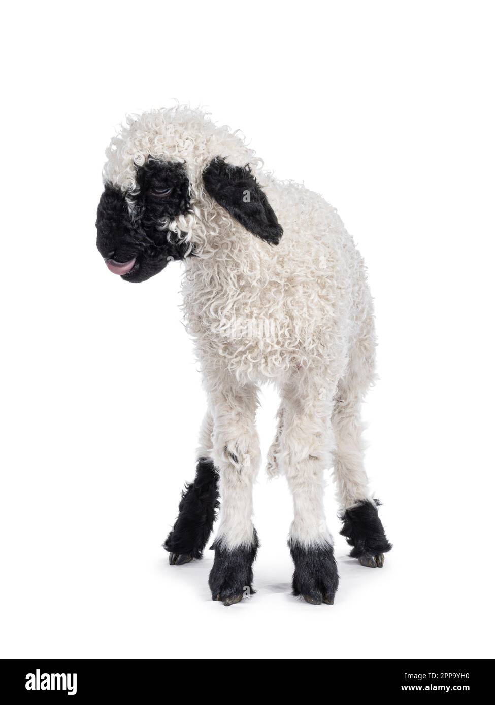 Adorable one and a half week old Walliser Schwartznase aka Valais ...