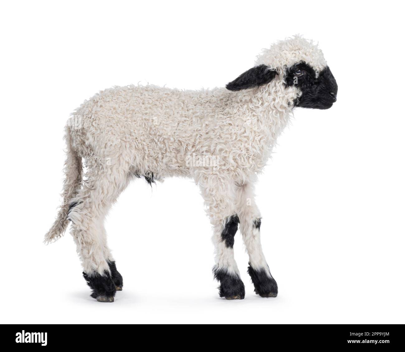 Adorable one and a half week old Walliser Schwartznase aka Valais ...