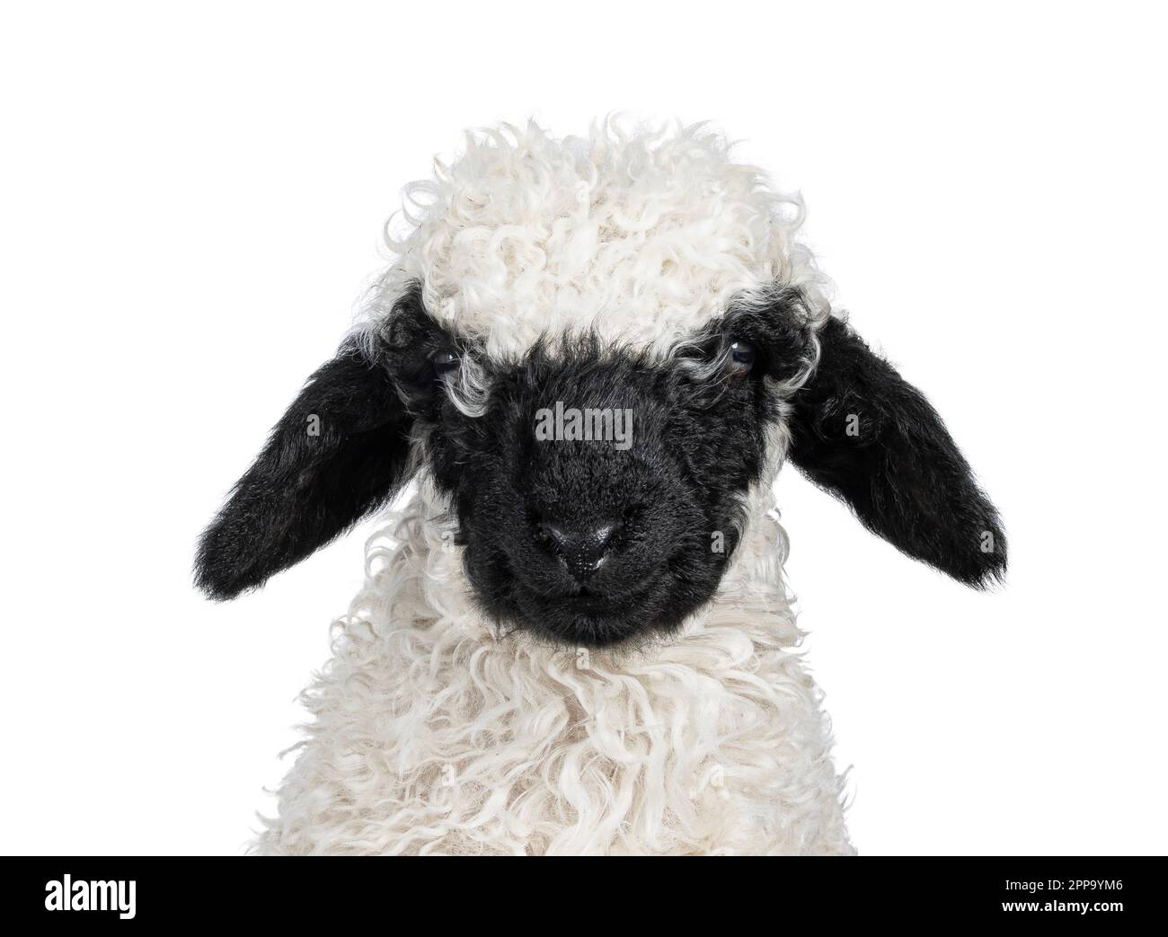 Head shot of an adorable one and a half week old Walliser Schwartznase ...