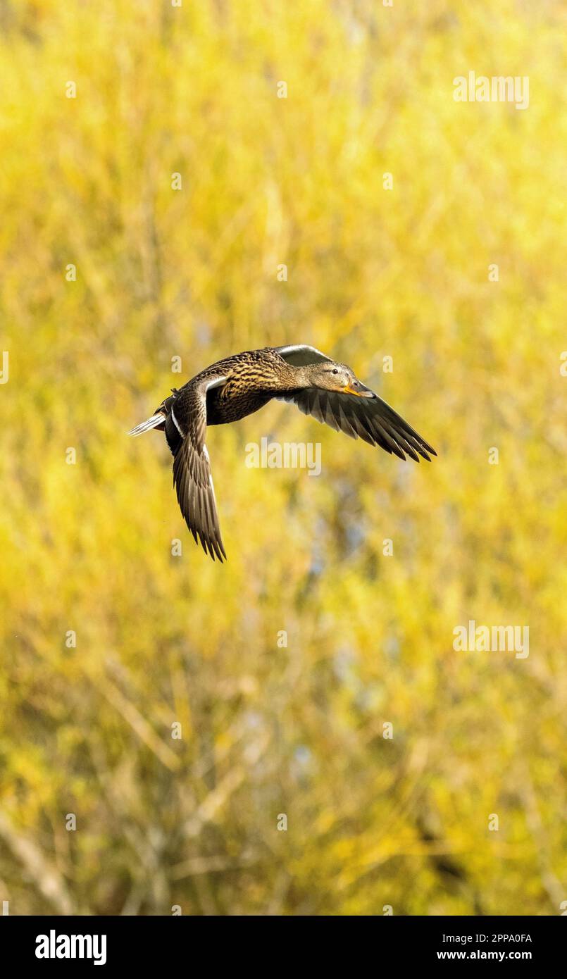 Anas Platyrhynchos flying in Figgate Park, Edinburgh, Scotland, UK ...