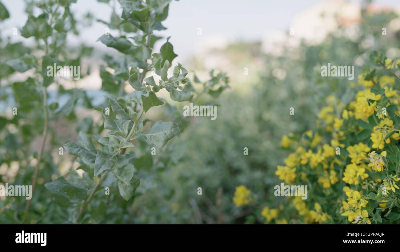 blossoming bush with yellow flowers in spring, wide photo Stock Photo ...
