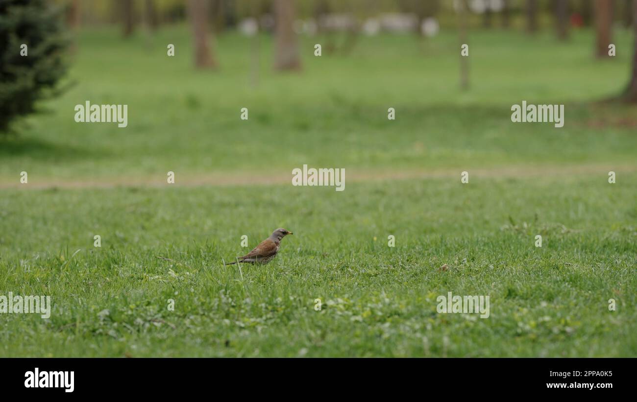Fieldfare turdus pilaris member hi-res stock photography and images - Alamy