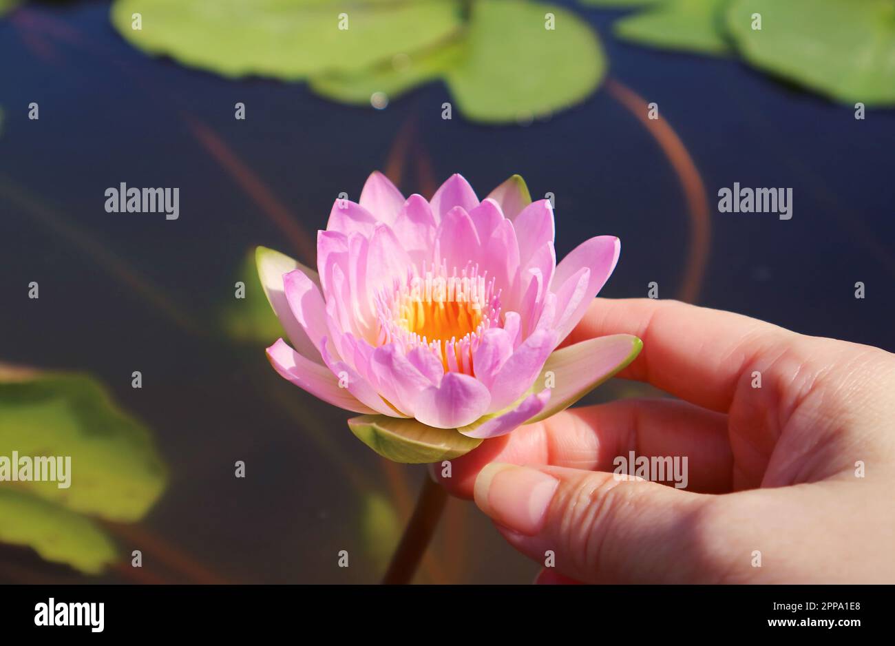 Pastel water lily hi-res stock photography and images - Alamy