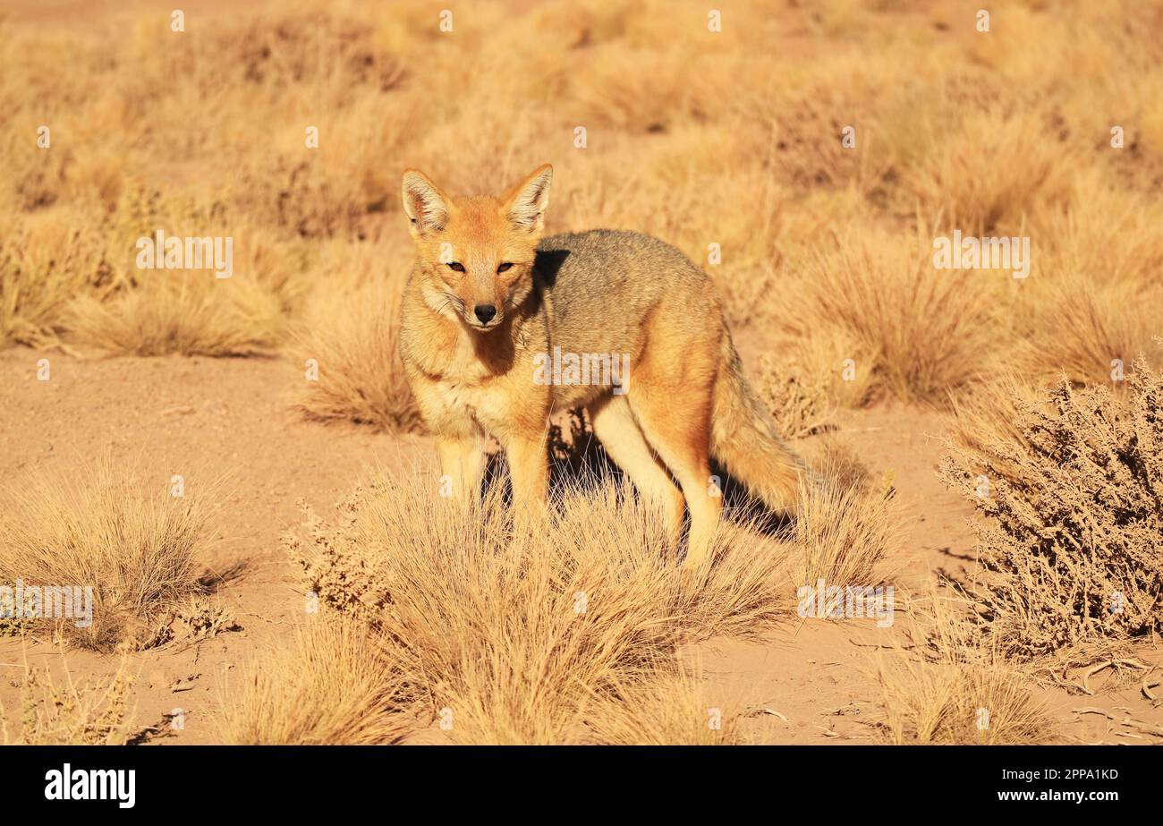 Fox In Peruvian Desert