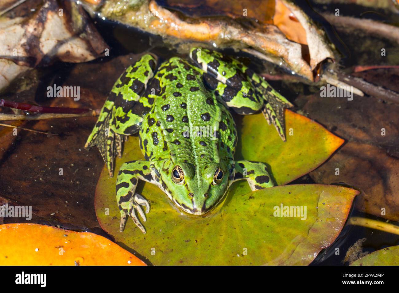 Green Water frog sitting on a lily pad. Closeup of a Green frog in the ...