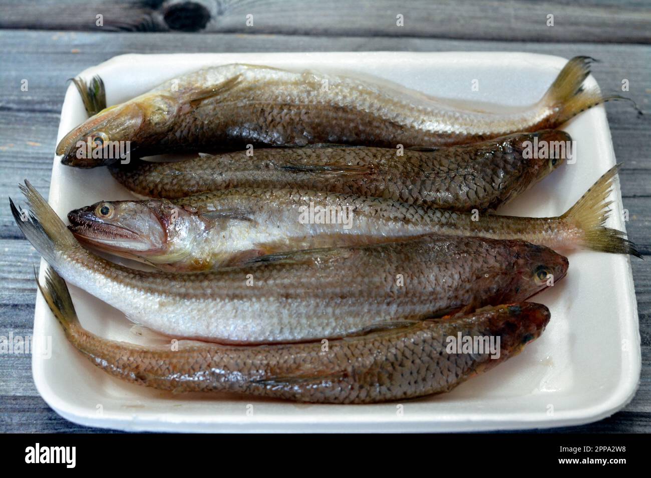 Saurida undosquamis, the brushtooth lizardfish, large-scale grinner or ...