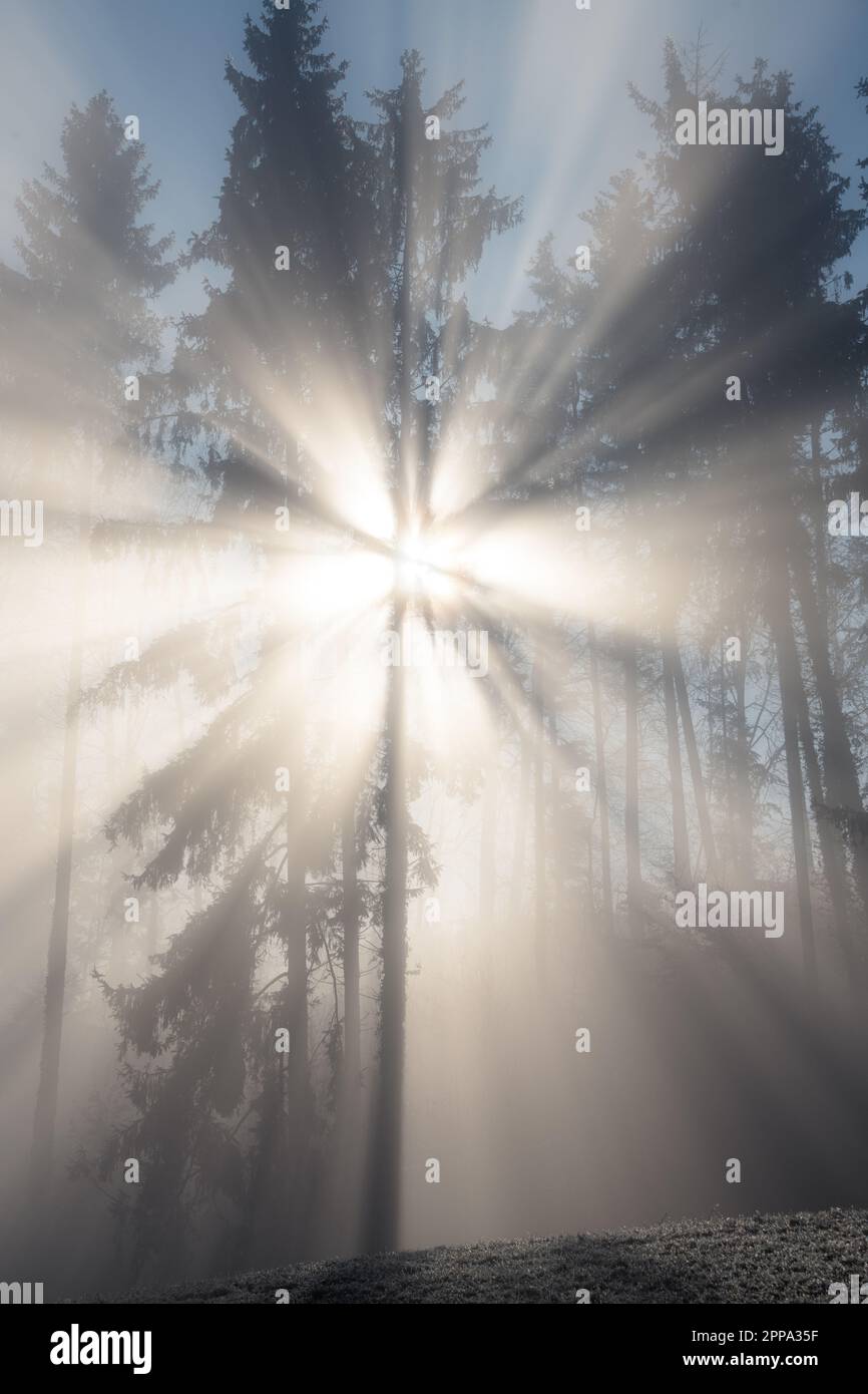 road by a forest in the mist the sun breaks through the mist Stock ...