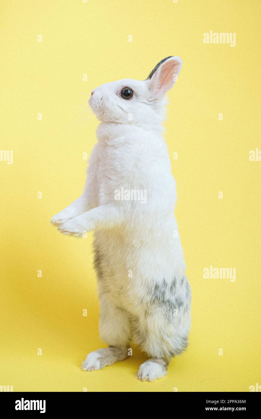 A close-up image of a white rabbit standing upright on a bright yellow ...
