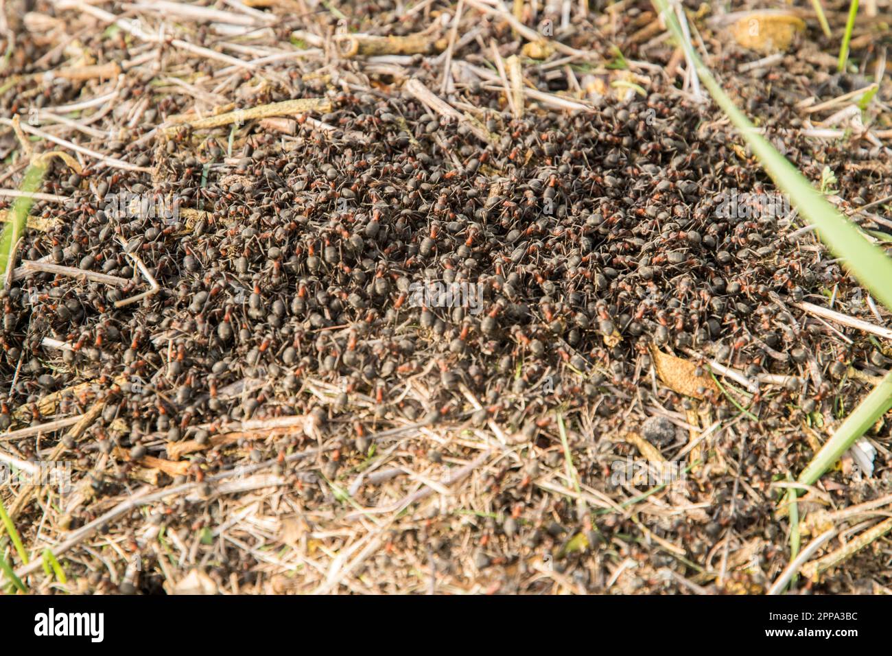 A pile of ants on an anthill closeup Stock Photo - Alamy