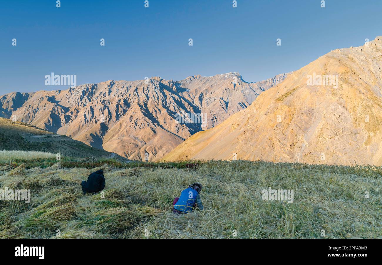 Spiti valley with wheat field being harvested and Himalayas with ...